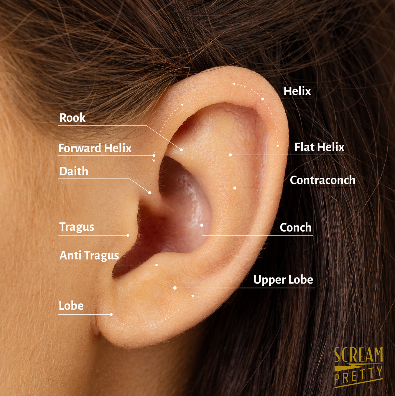 The Scream Pretty Guide to Piercing Placements – Scream Pretty Australia